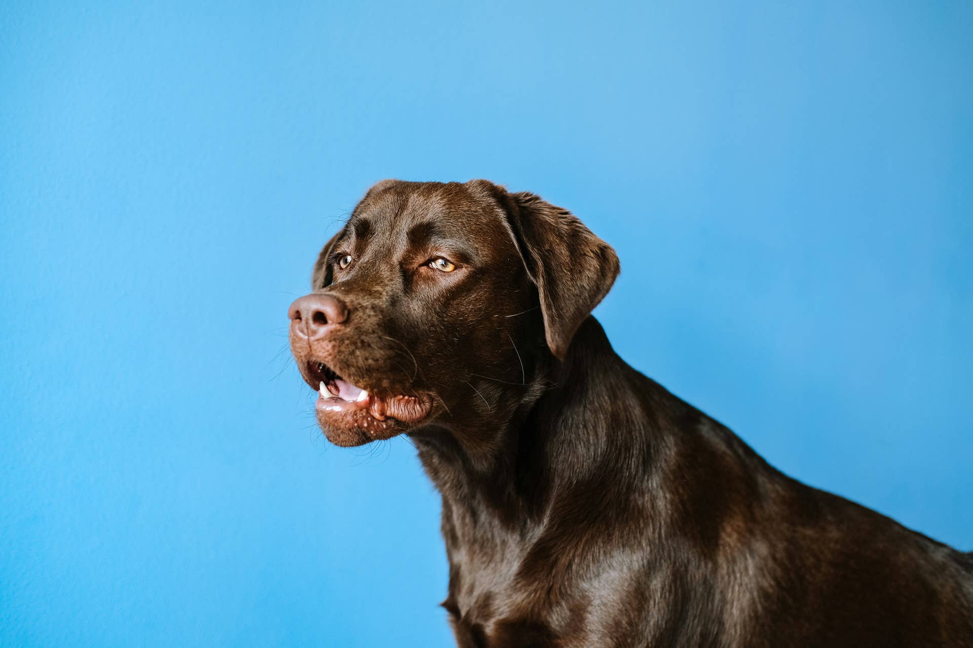 Proud Senior Chocolate Lab Competing in First Ever Agility Competition ...