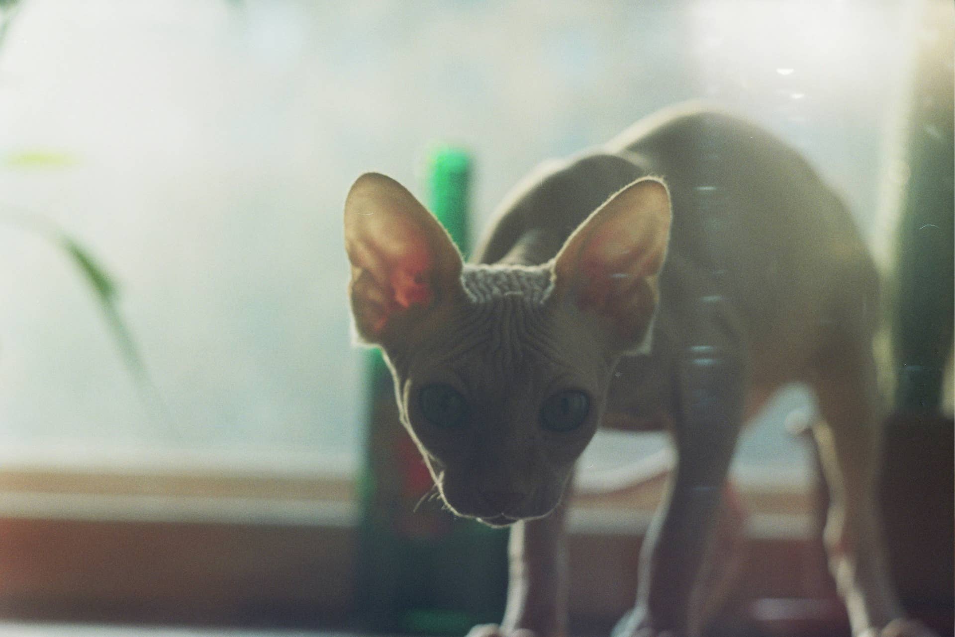 Tiny, Wrinkled Sphynx Kitten Is the 'Cutest Little Raisin' We've Ever ...