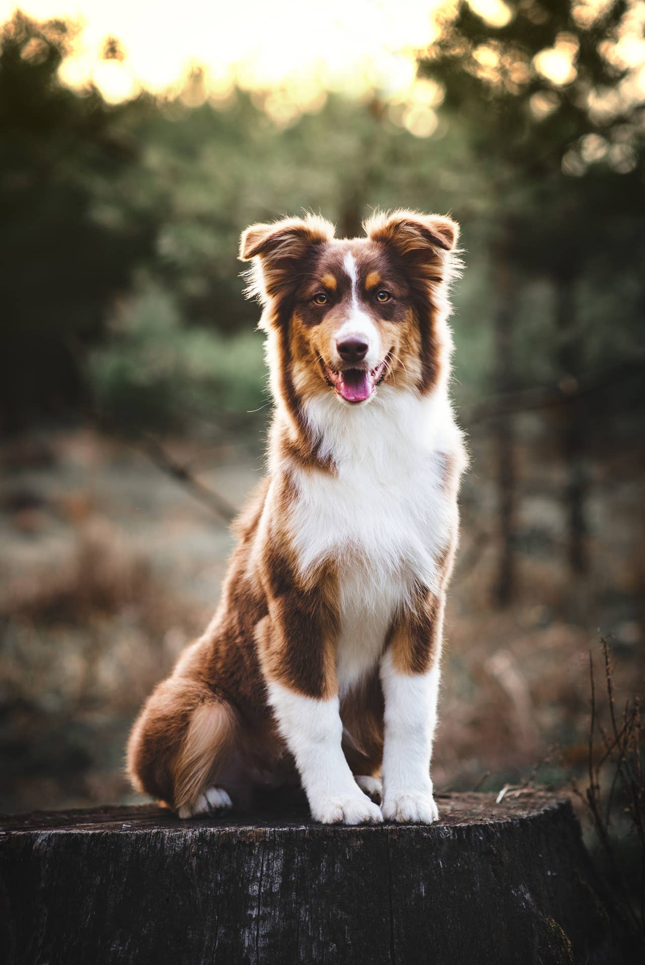 7 Smart Dog Breeds, According to Experts - Parade Pets