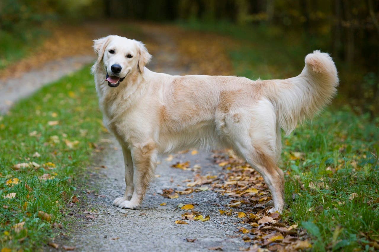 Meet 5 Types of Golden Retrievers, According to Experts - Parade Pets