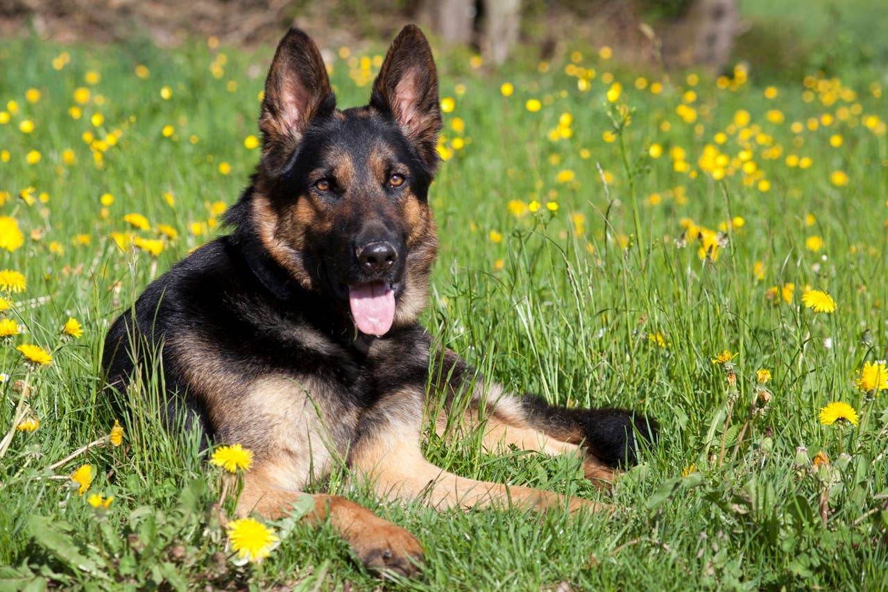 7 Most Popular Dog Breeds That Make Great Pets, Say Experts - Parade Pets
