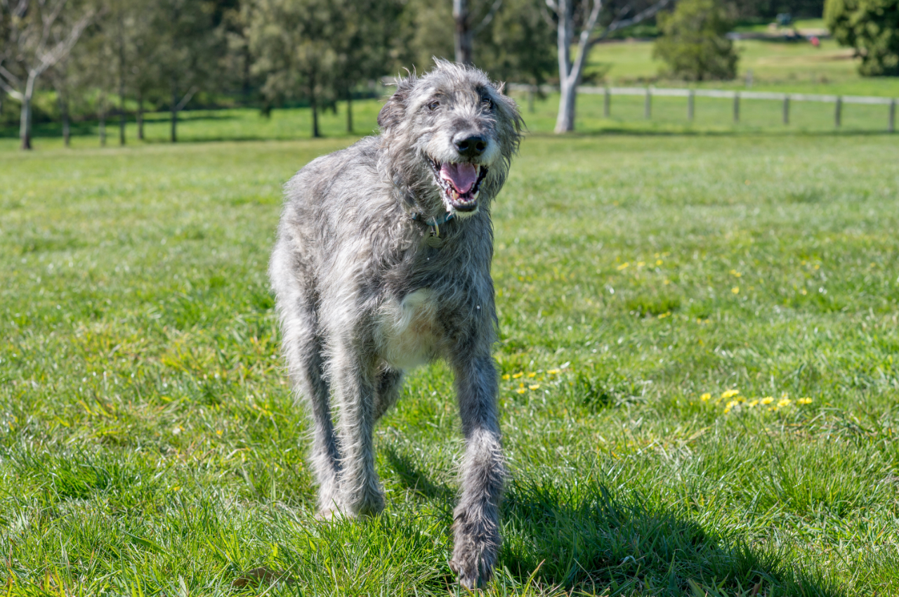 26 Calm Dog Breeds That Like To Chill (Small & Big) - Parade Pets