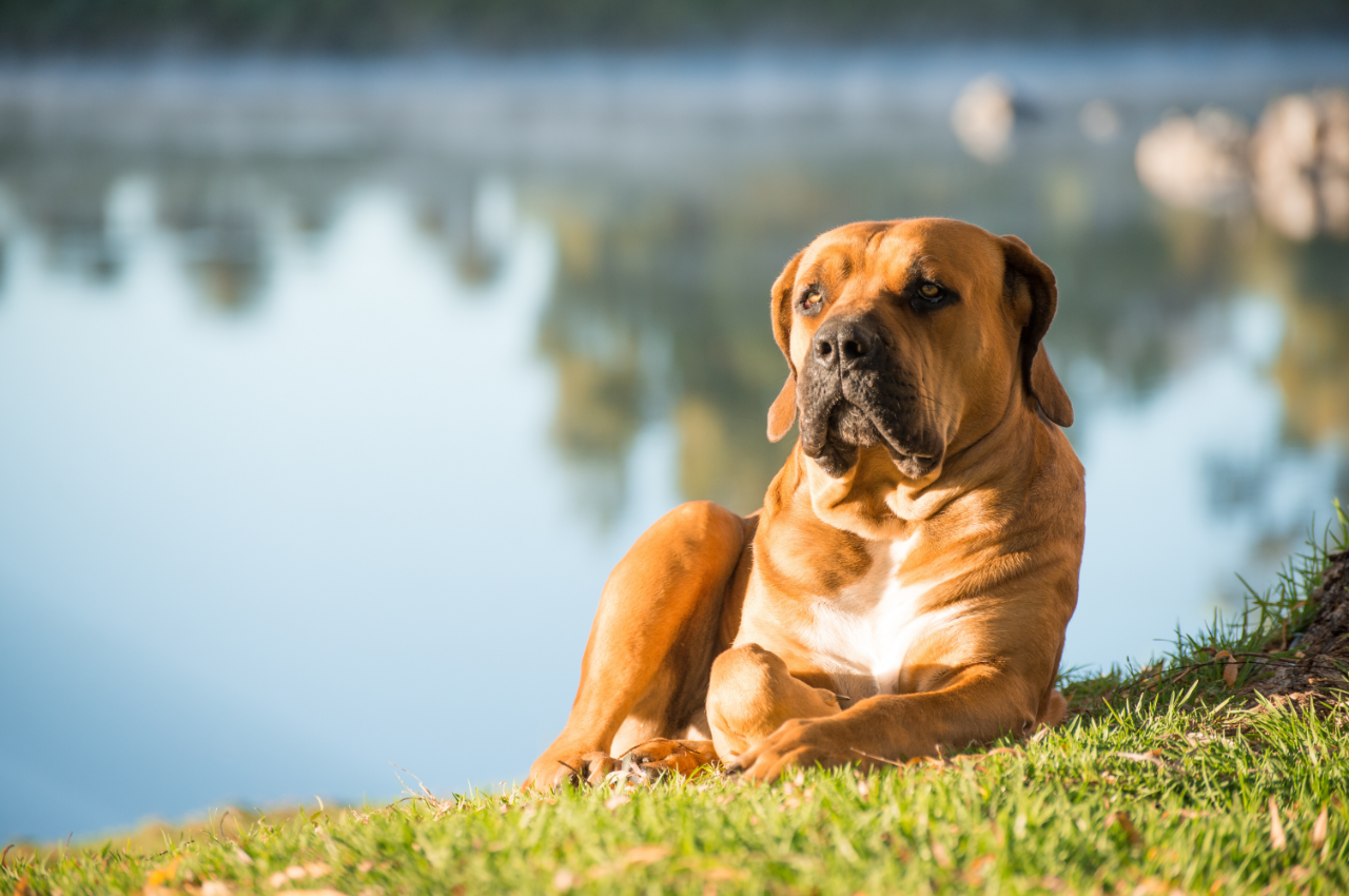 26 Calm Dog Breeds That Like To Chill (Small & Big) - Parade Pets