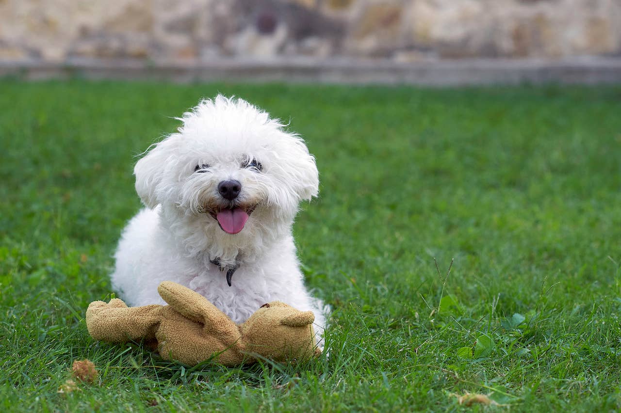 26 Calm Dog Breeds That Like To Chill (Small & Big) - Parade Pets