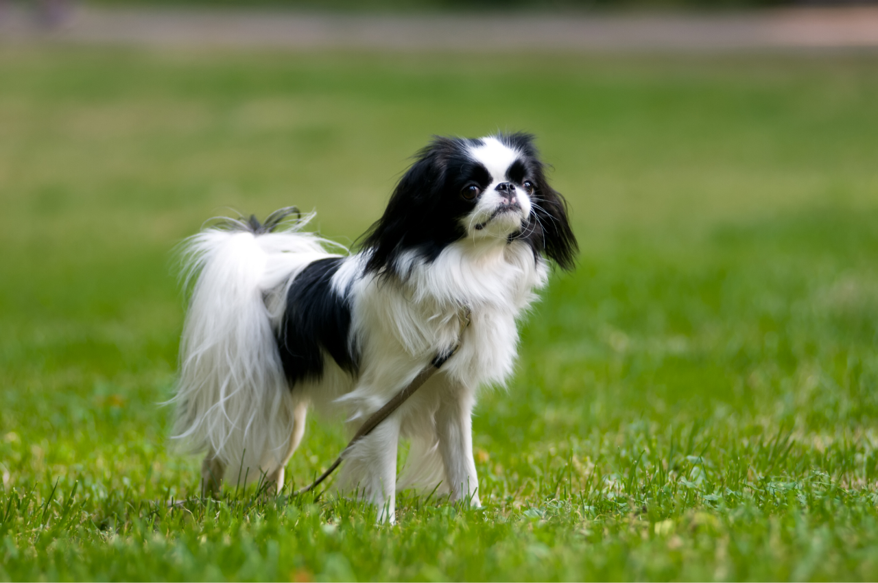 26 Calm Dog Breeds That Like To Chill (Small & Big) - Parade Pets