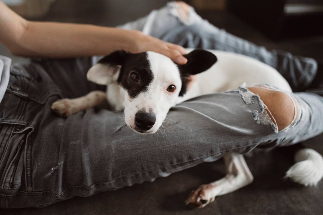 Blue Buffalo Launches 5-Hour Video to Calm Dogs on July 4 - Parade Pets