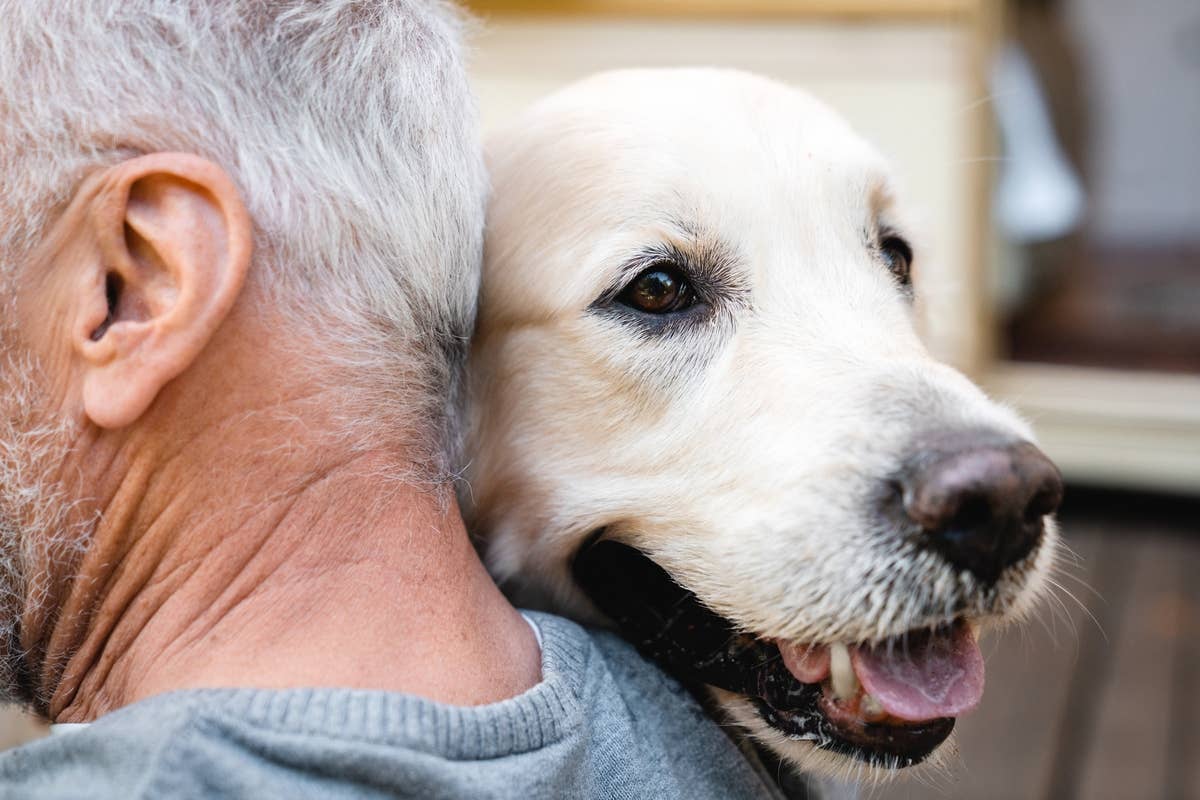 Rescue Labrador Missing for 2 Weeks Reunited With Elderly Dad All ...