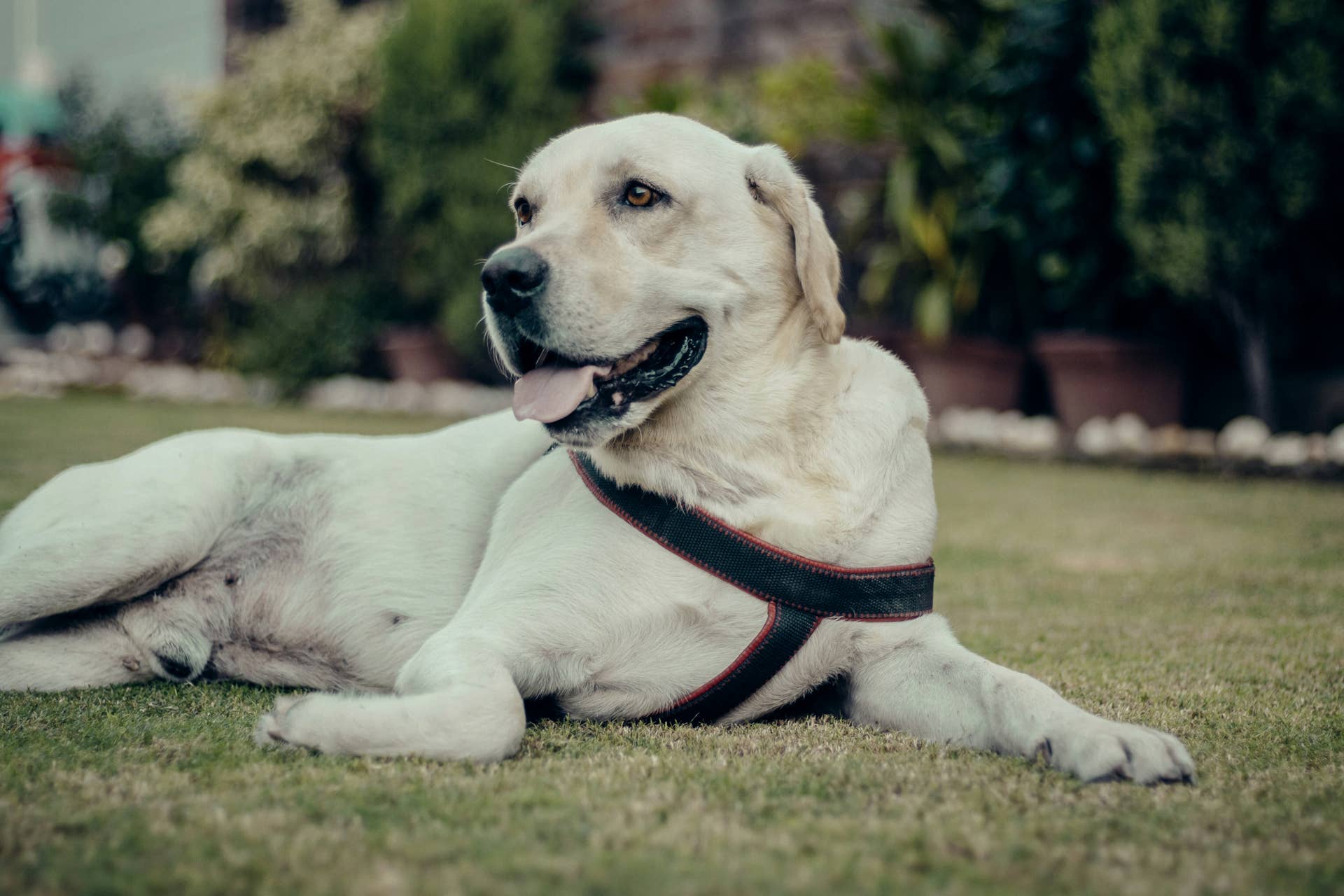 Rescue Labrador Missing for 2 Weeks Reunited With Elderly Dad All ...