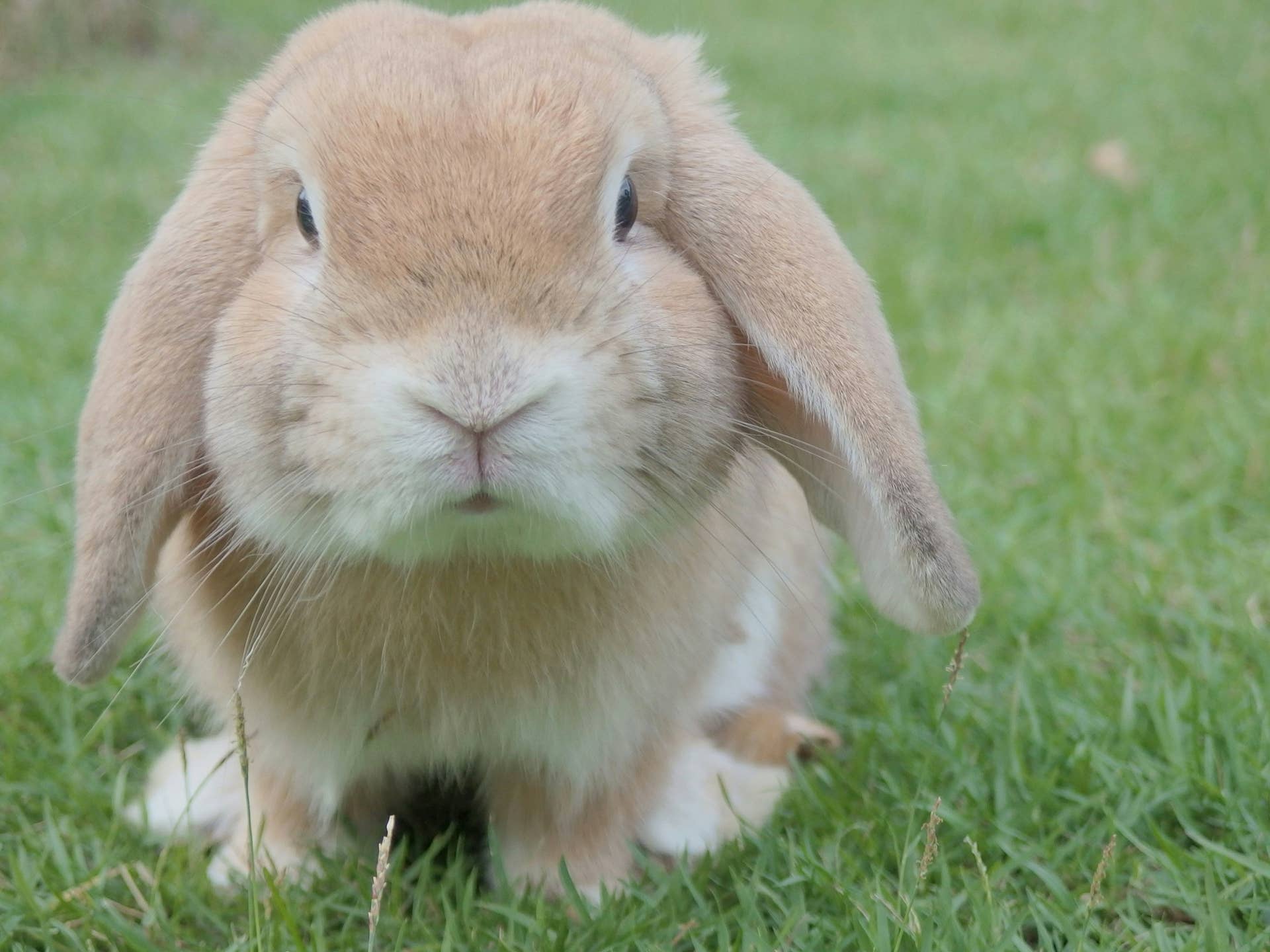 Precious Baby Bunny Has the Best Beauty Routine, and We’re all Jealous ...