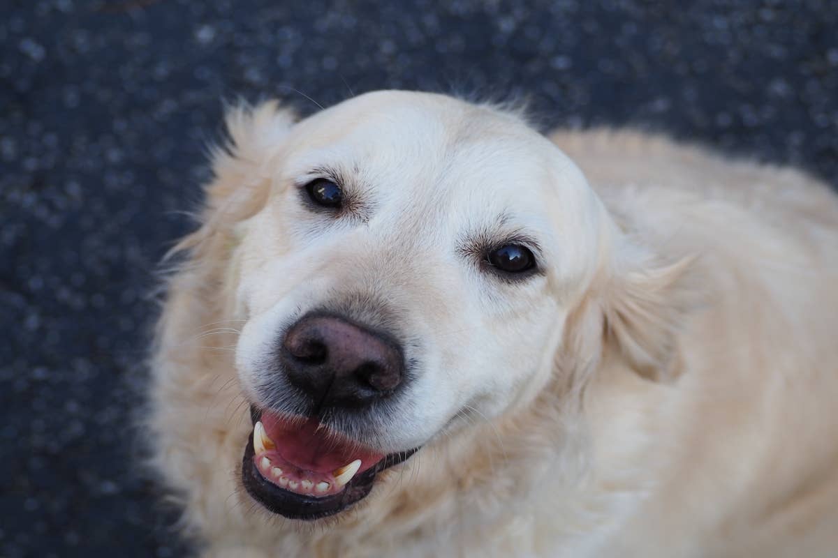 English Cream Golden Retriever Named 'Pickles' Has Officially Taken ...