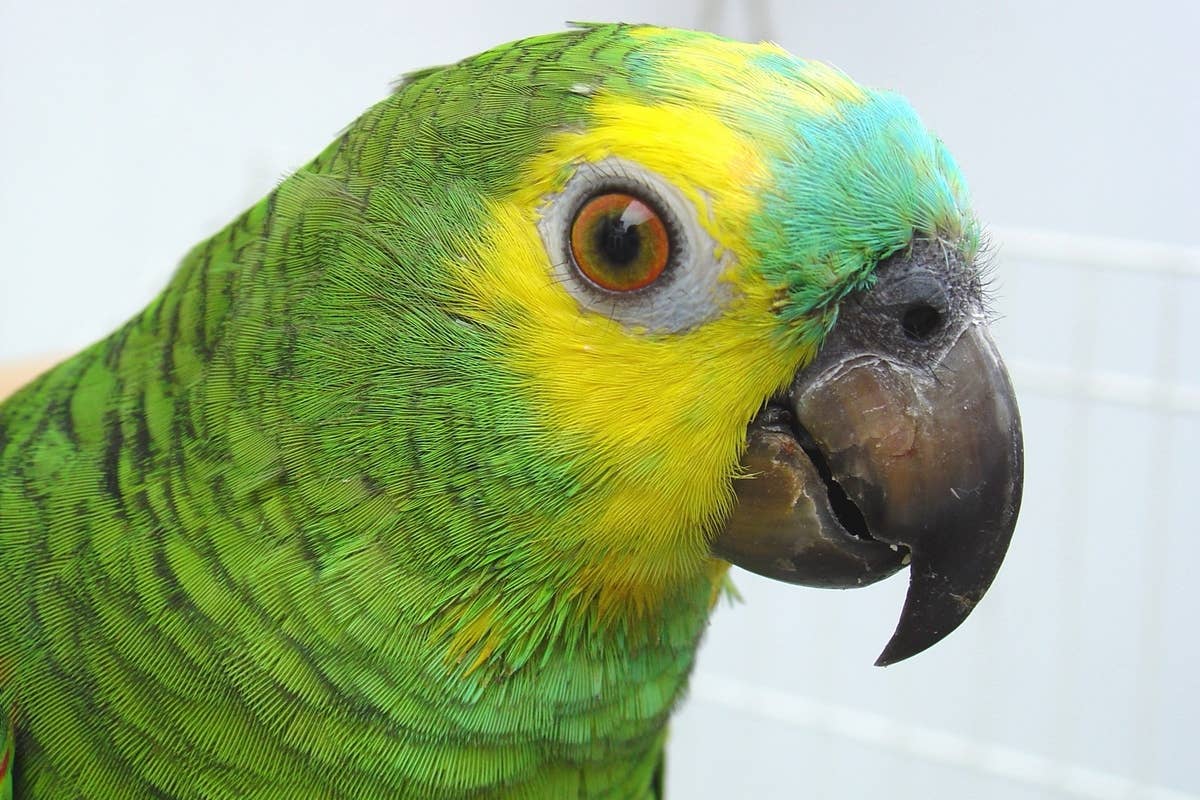 Parrot's Unbridled Passion About His Singing Voice Is the Hype We All ...