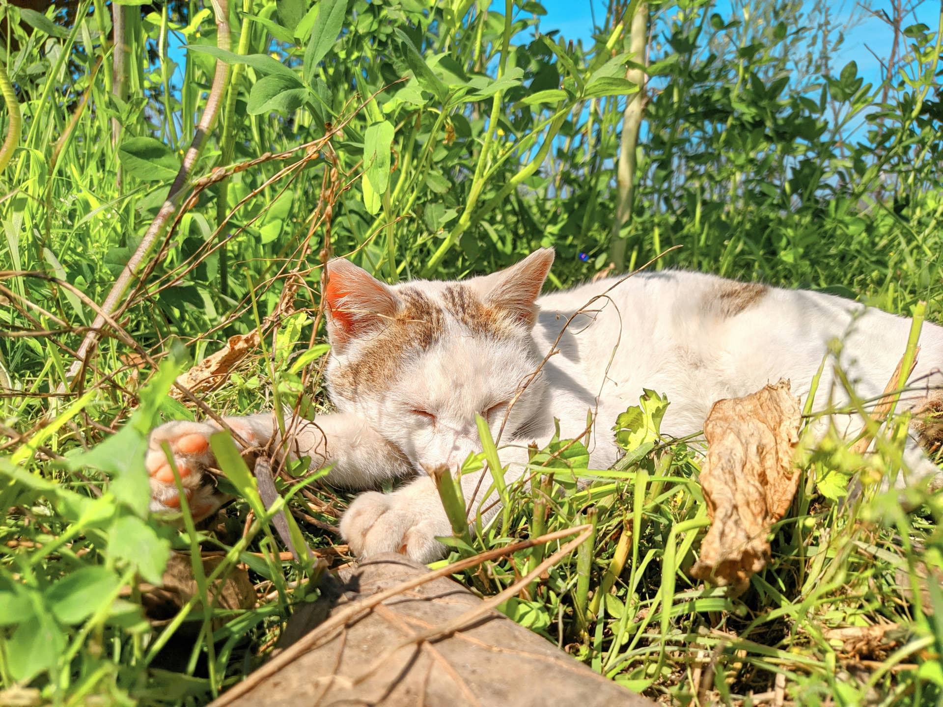 Cat Who Appeared at Gravesite To Comfort Grieving Woman Gets Happiest ...