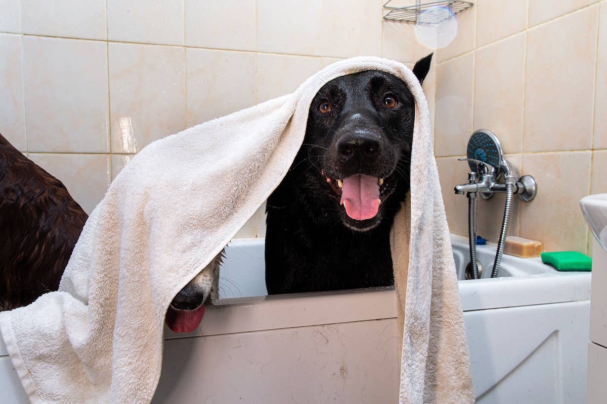 See a German Shepherd Get His Morning Massage in Sweet Video - Parade Pets