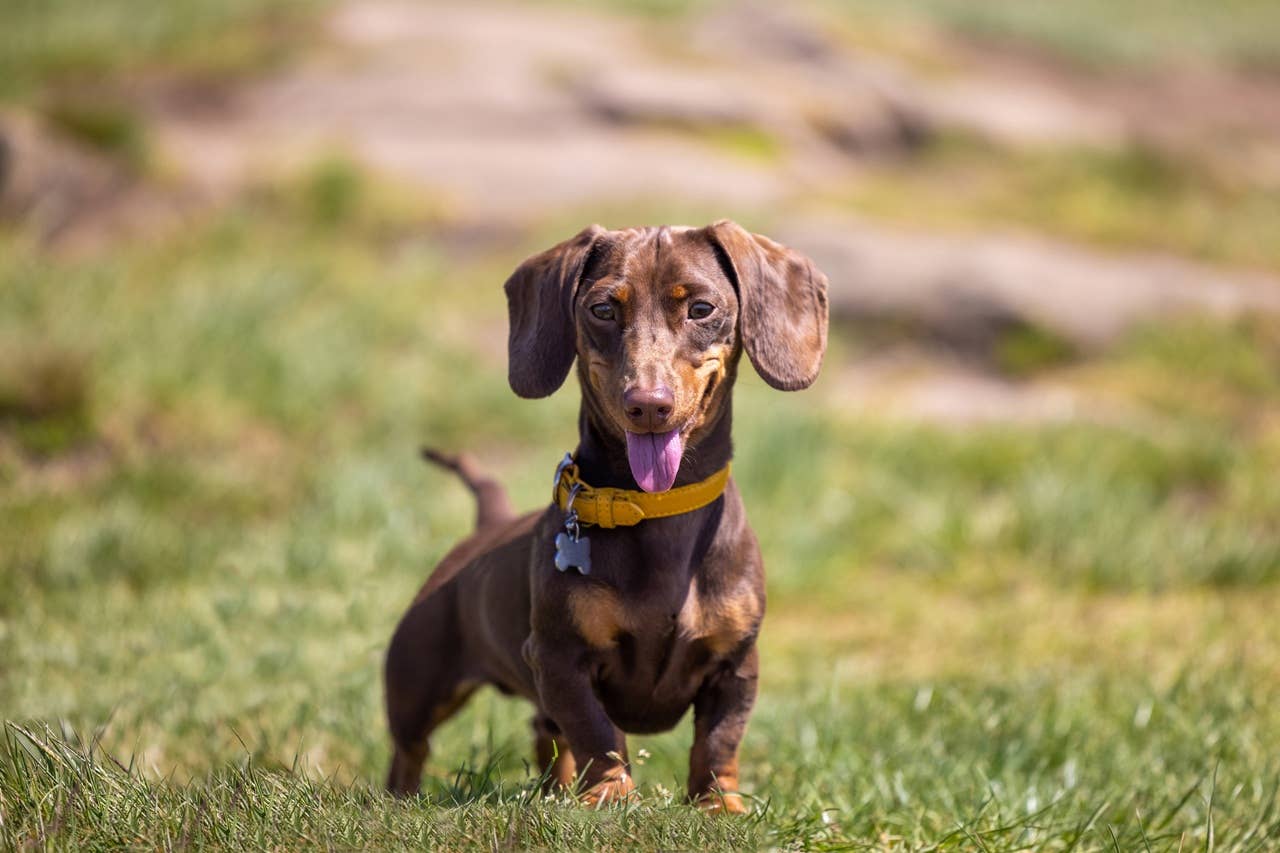 7 Short-Legged Small Dog Breeds, Expert-Approved - Parade Pets