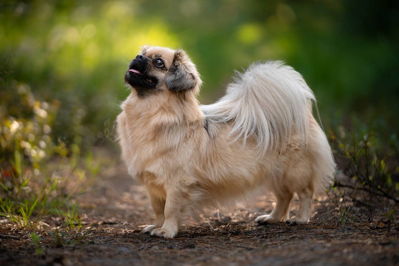 7 Short-Legged Small Dog Breeds, Expert-Approved - Parade Pets