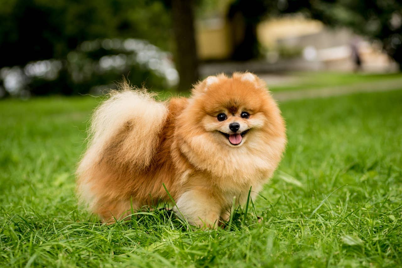 7 Short-Legged Small Dog Breeds, Expert-Approved - Parade Pets