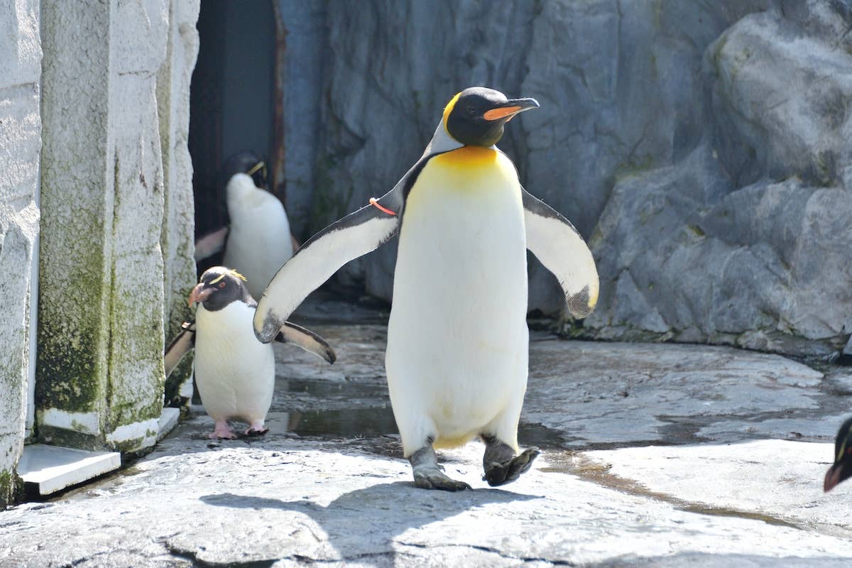 Penguin at Pittsburgh Zoo Gets Amazing 'Hatch Day' Celebration - Parade ...