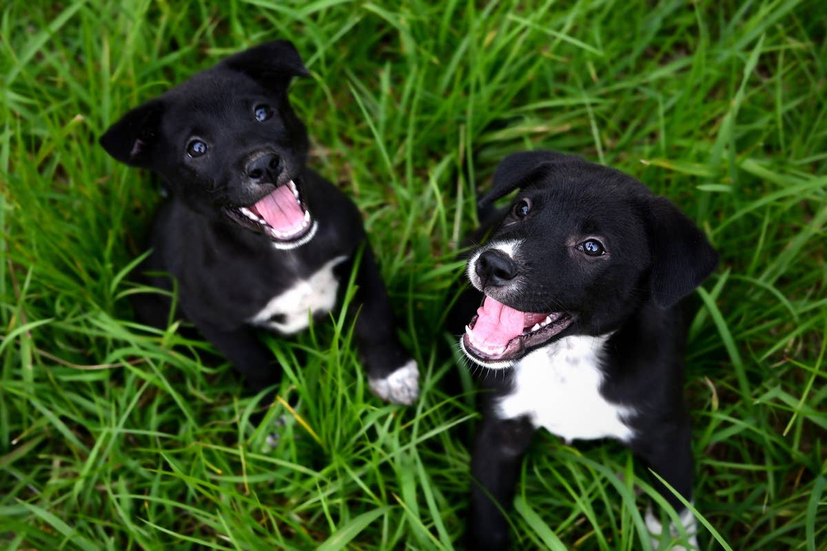 Man Finds Cute Litter of Puppies on Side of Road and Gives Them Best ...