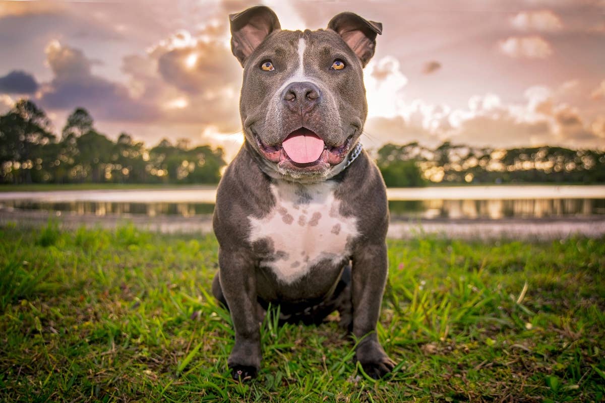 Bully Dog Who Raised Dachshund Makes Sweetest 'Fun Uncle' to Her ...