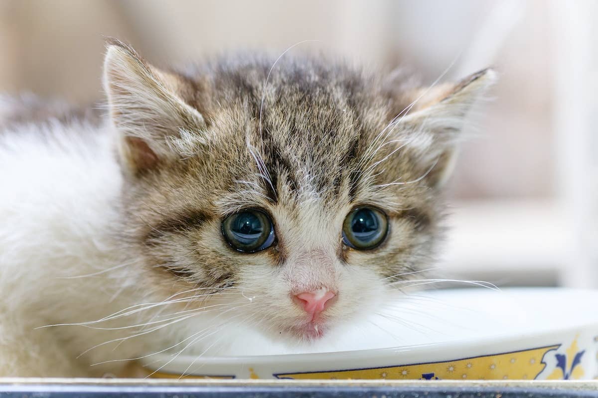 Paralyzed Kitten Gets Second Chance at Life With New Invention - Parade ...