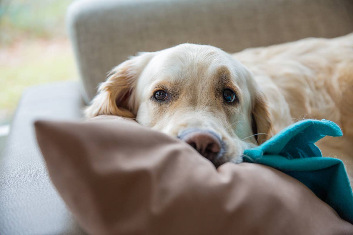 Golden Retriever's Lonely Pout While Human Is Away Will Break Any Heart ...