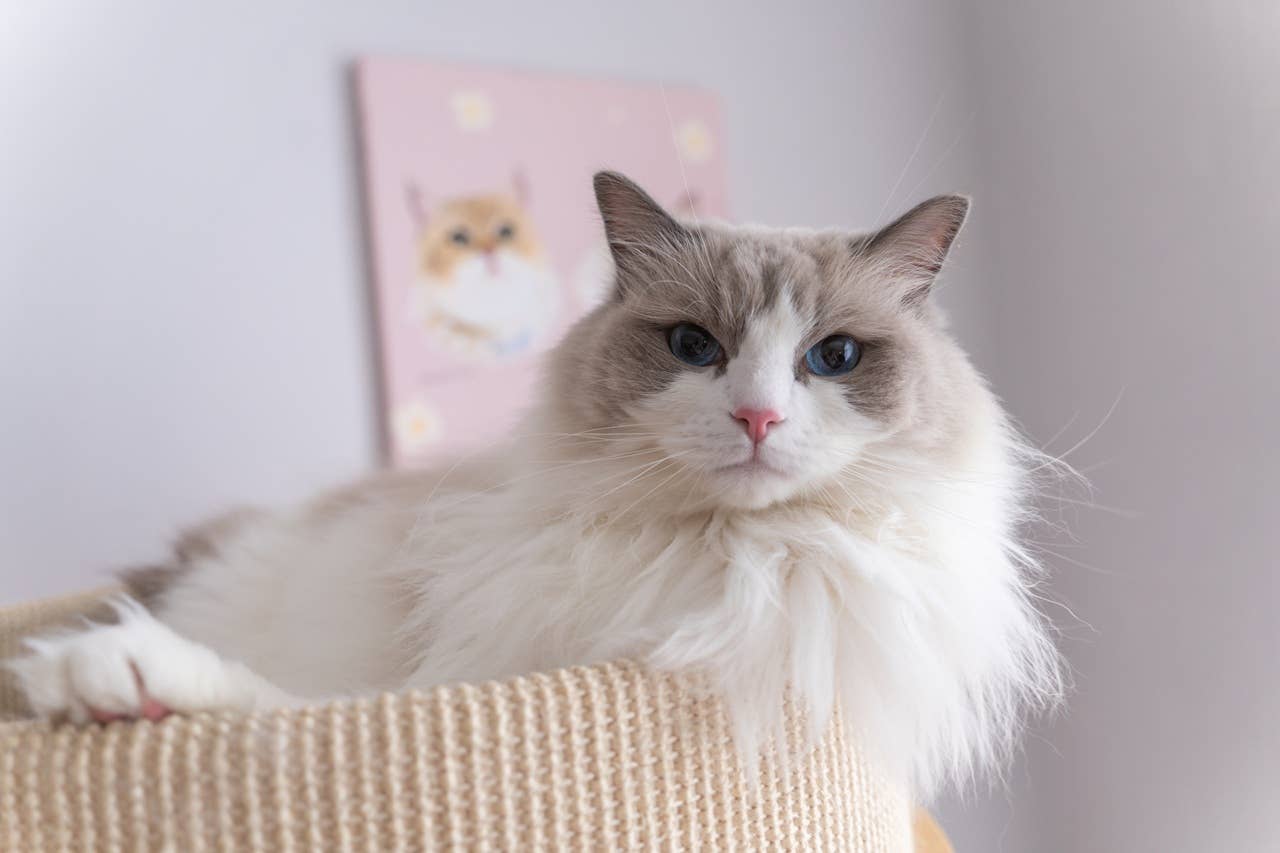 These 5 Cat Breeds Are Shockingly As Big As Dogs, Vets Say - Parade Pets