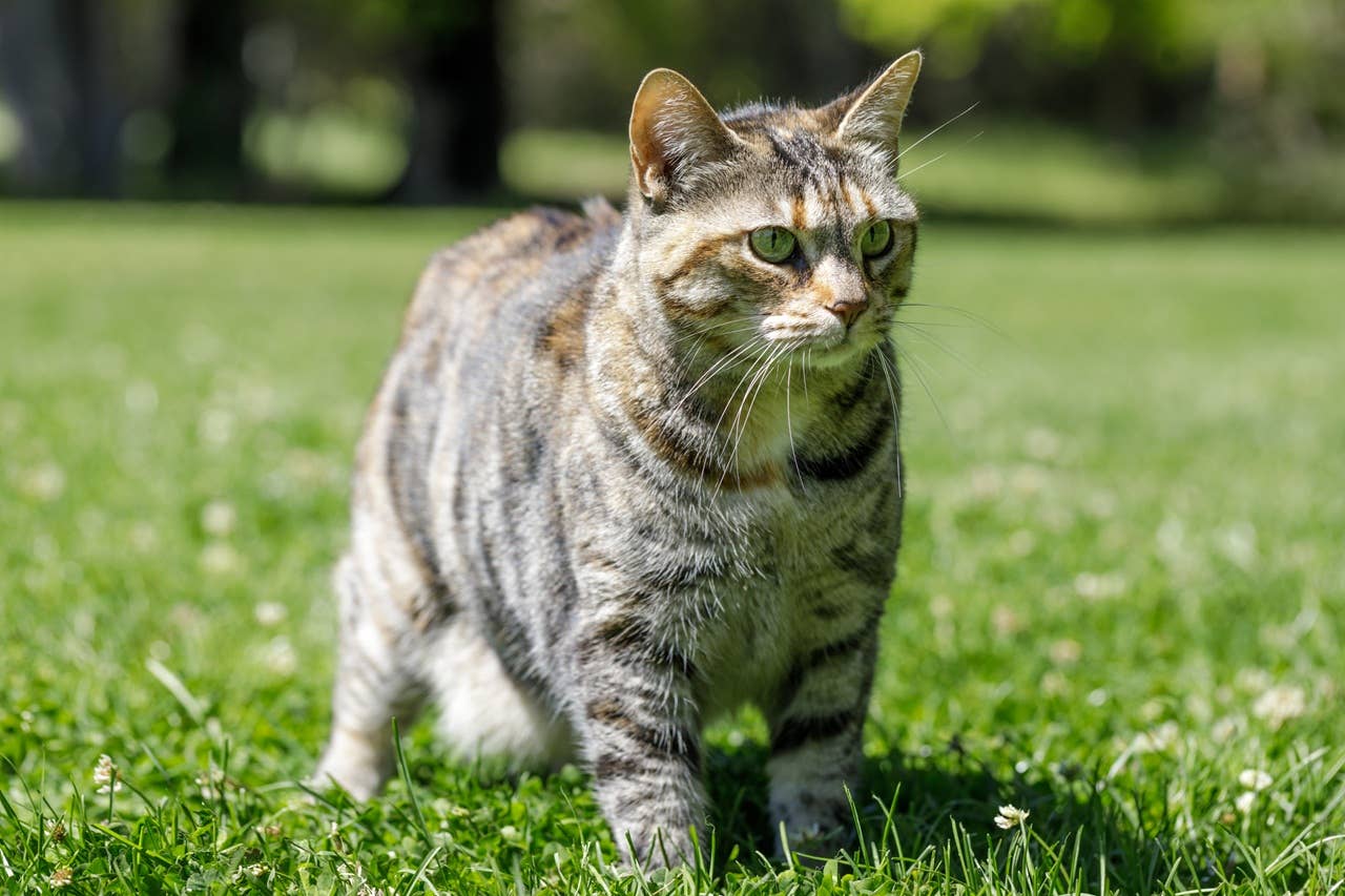 These 5 Cat Breeds Are Shockingly As Big As Dogs, Vets Say - Parade Pets