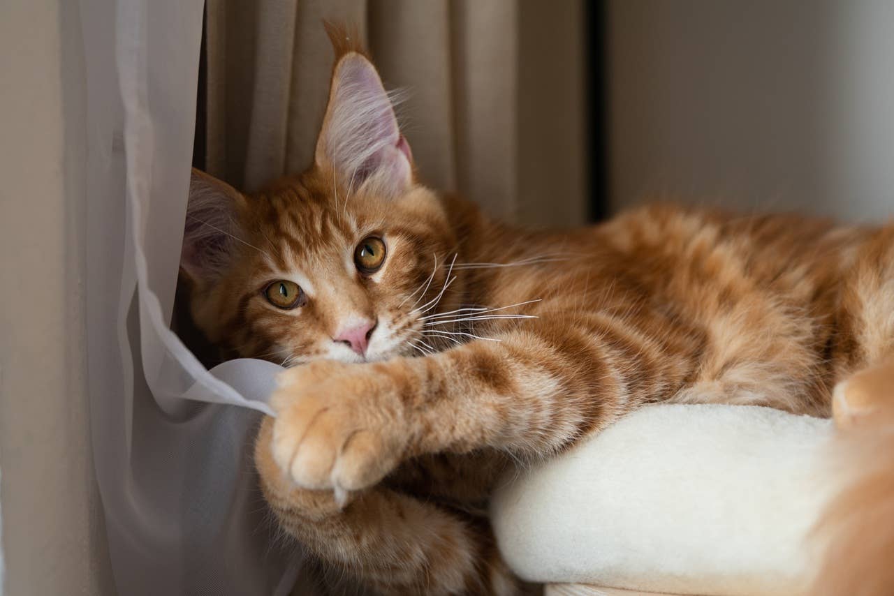 These 5 Cat Breeds Are Shockingly As Big As Dogs, Vets Say - Parade Pets