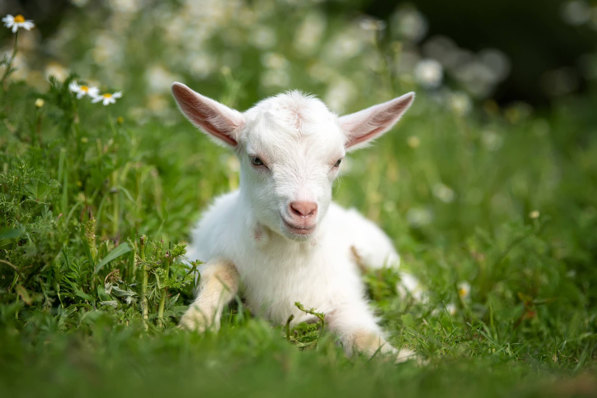 Mom Shares Update on Her Son's Best Friendship With a Baby Goat ...