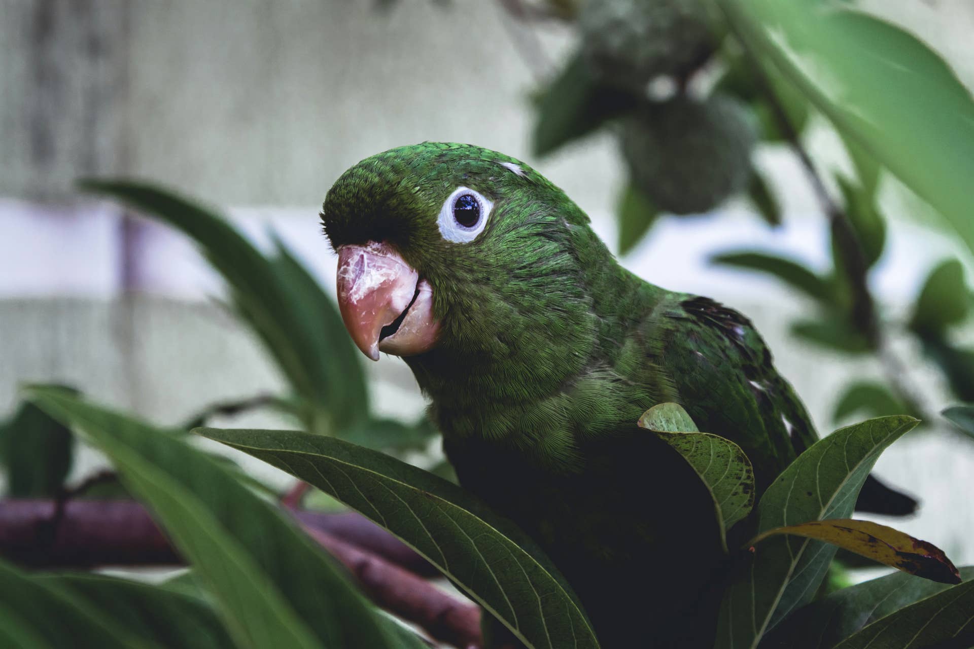 Amazon Parrot Sweetly Saying 'Hi' to Baby Bird Will Totally Make Your ...