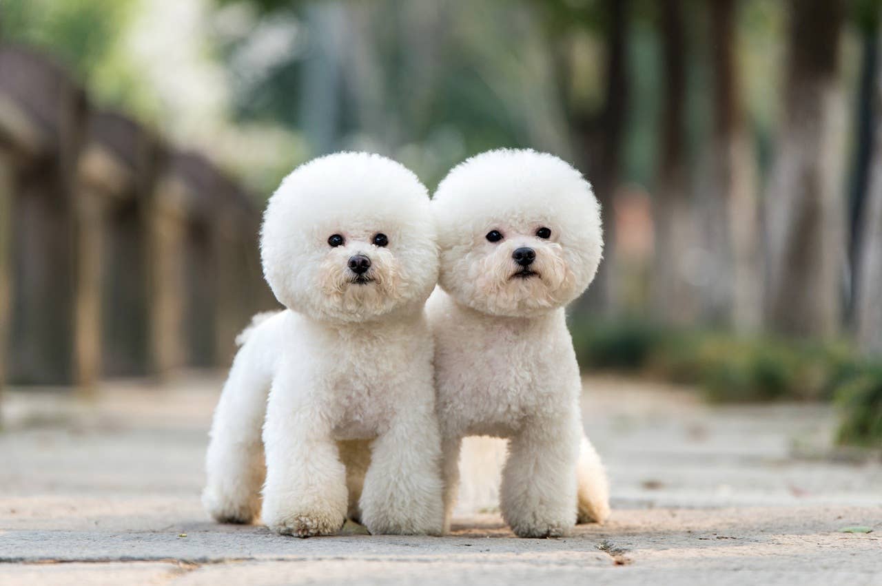 7 Cheapest Dog Breeds That Are Cute & Affordable, Say Experts - Parade Pets