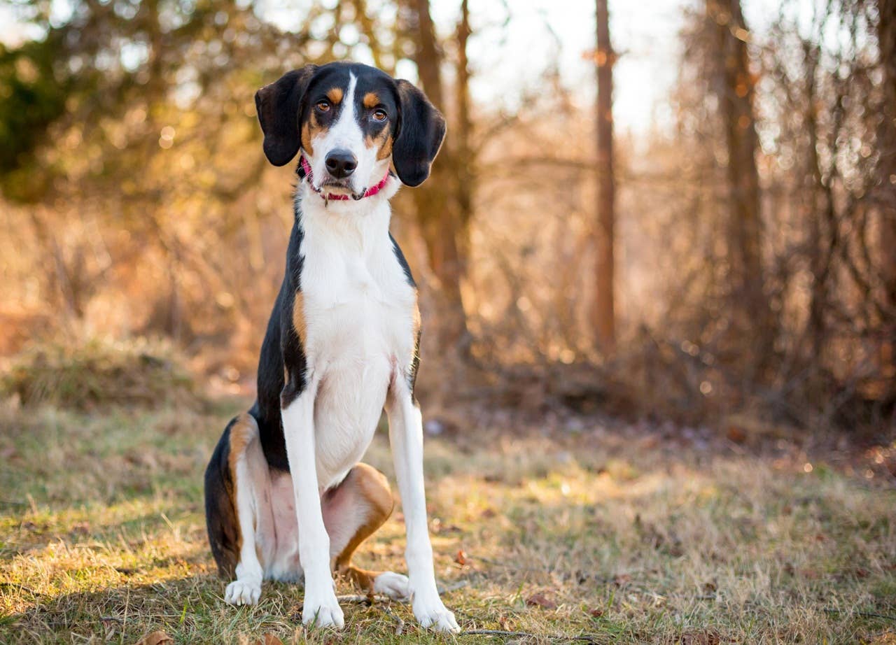 7 Cheapest Dog Breeds That Are Cute & Affordable, Say Experts - Parade Pets