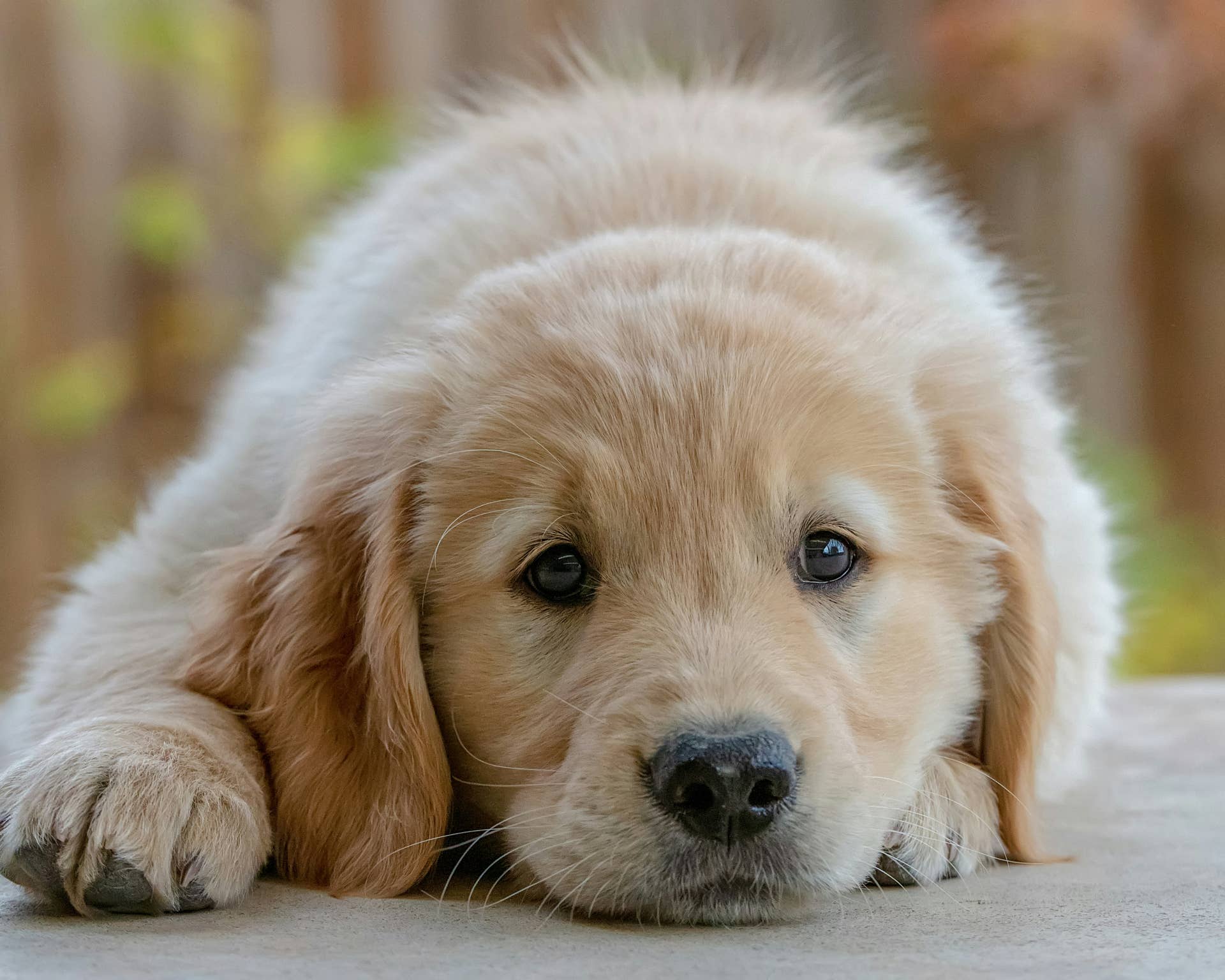 Golden Retriever Puppy Protests Leash Training in the Most Dramatic Way ...