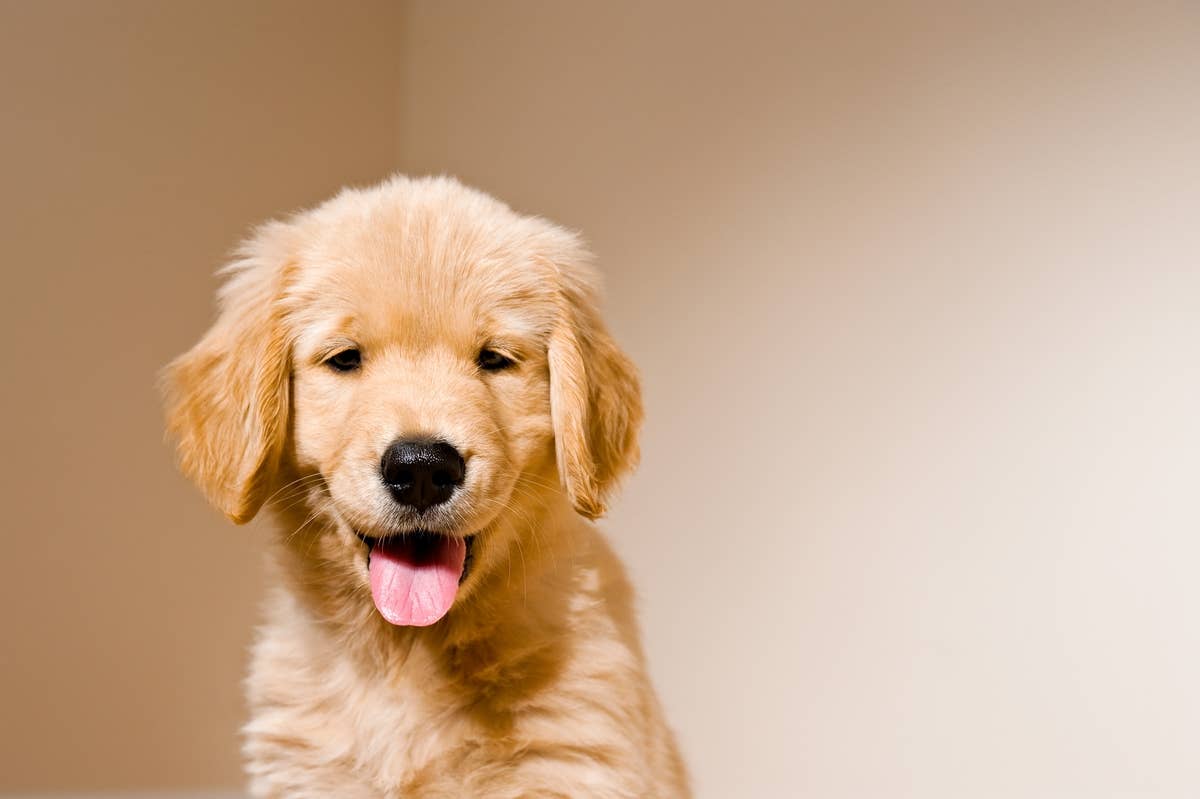 Walmart Trip Leads to Unexpected Golden Retriever Puppy Adoption ...