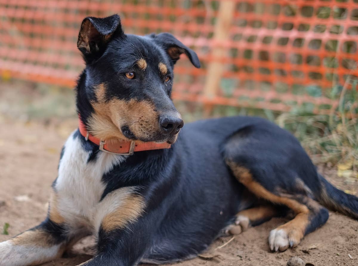Rescue Dog Makes Transformation After Being Hit by a Car - Parade Pets