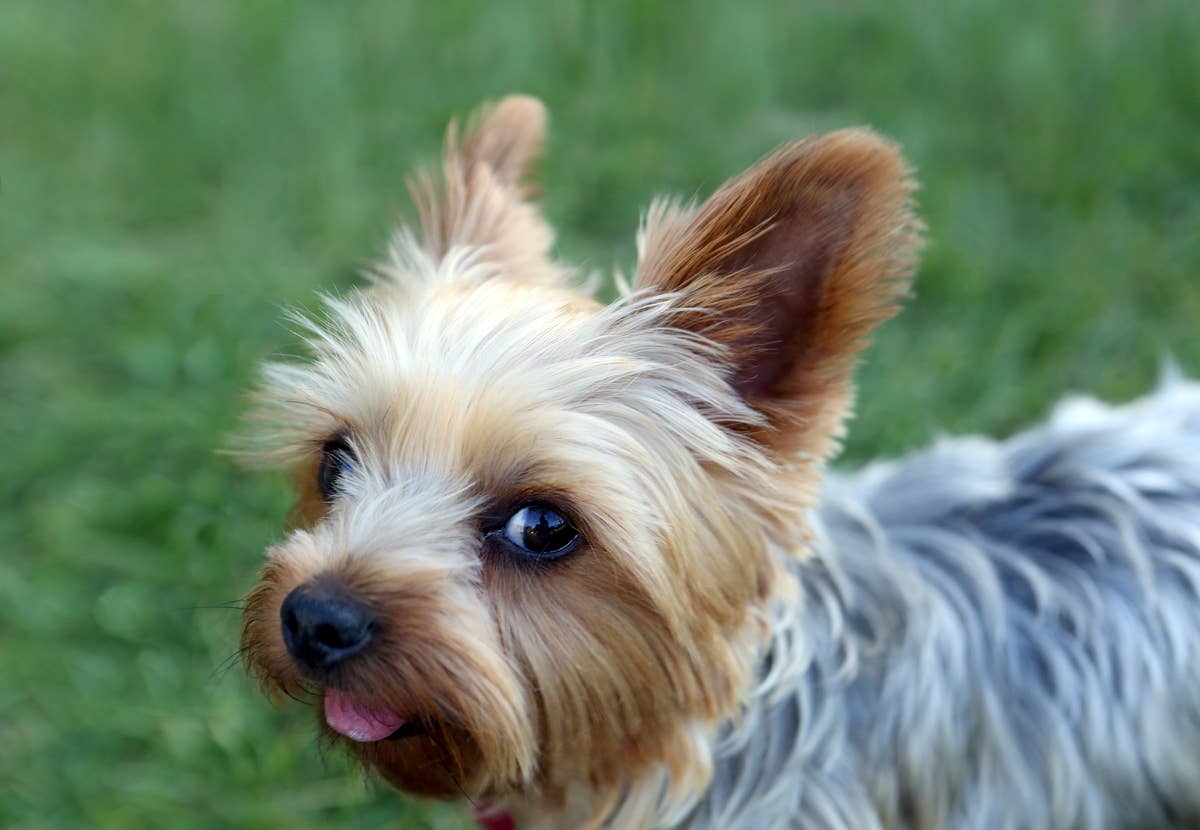 3-Pound Yorkie Shakes With Adorable Anger After Canine Sister Steals ...