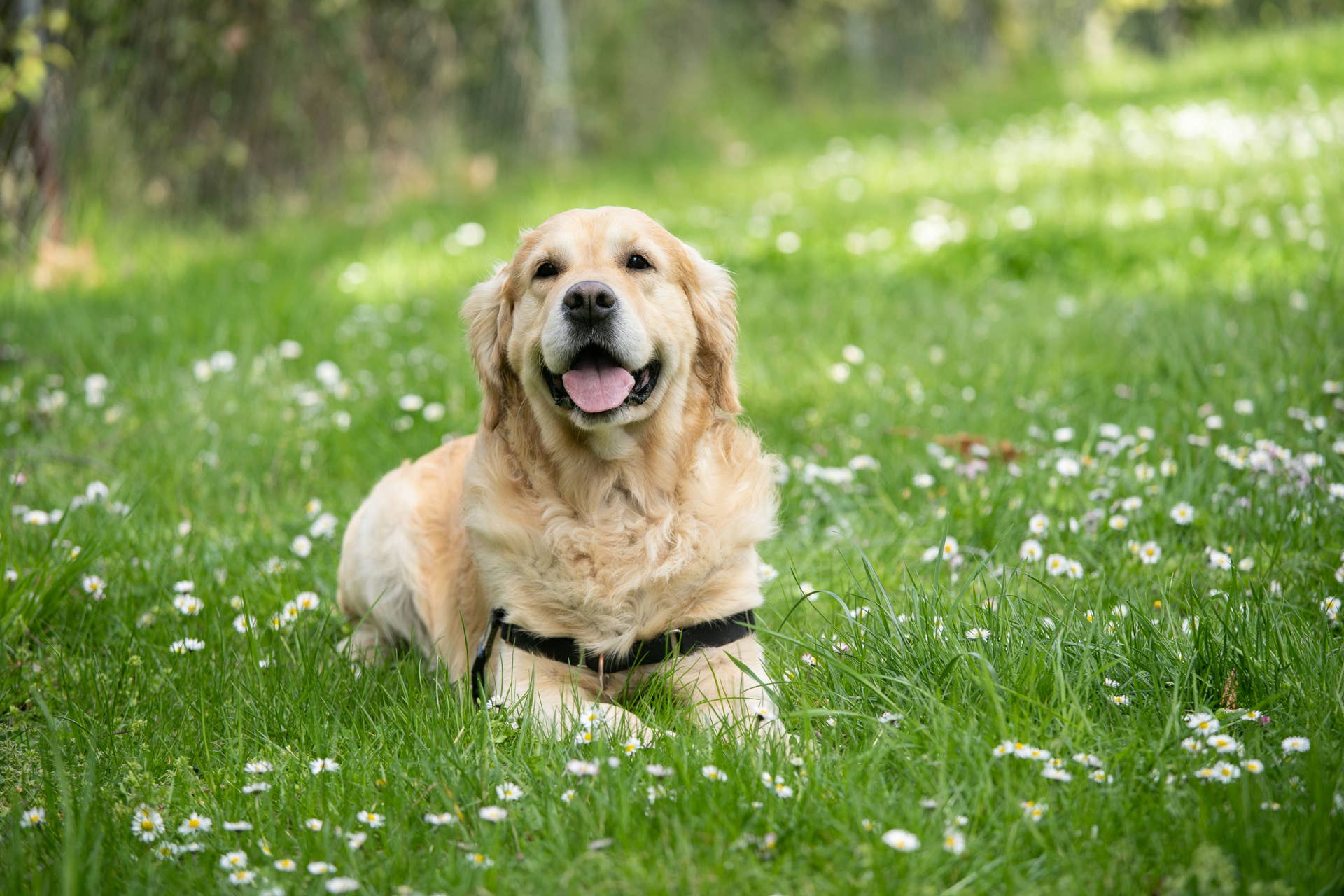 Golden Retriever Starts the Morning With Birds, and It's the Sweetest ...