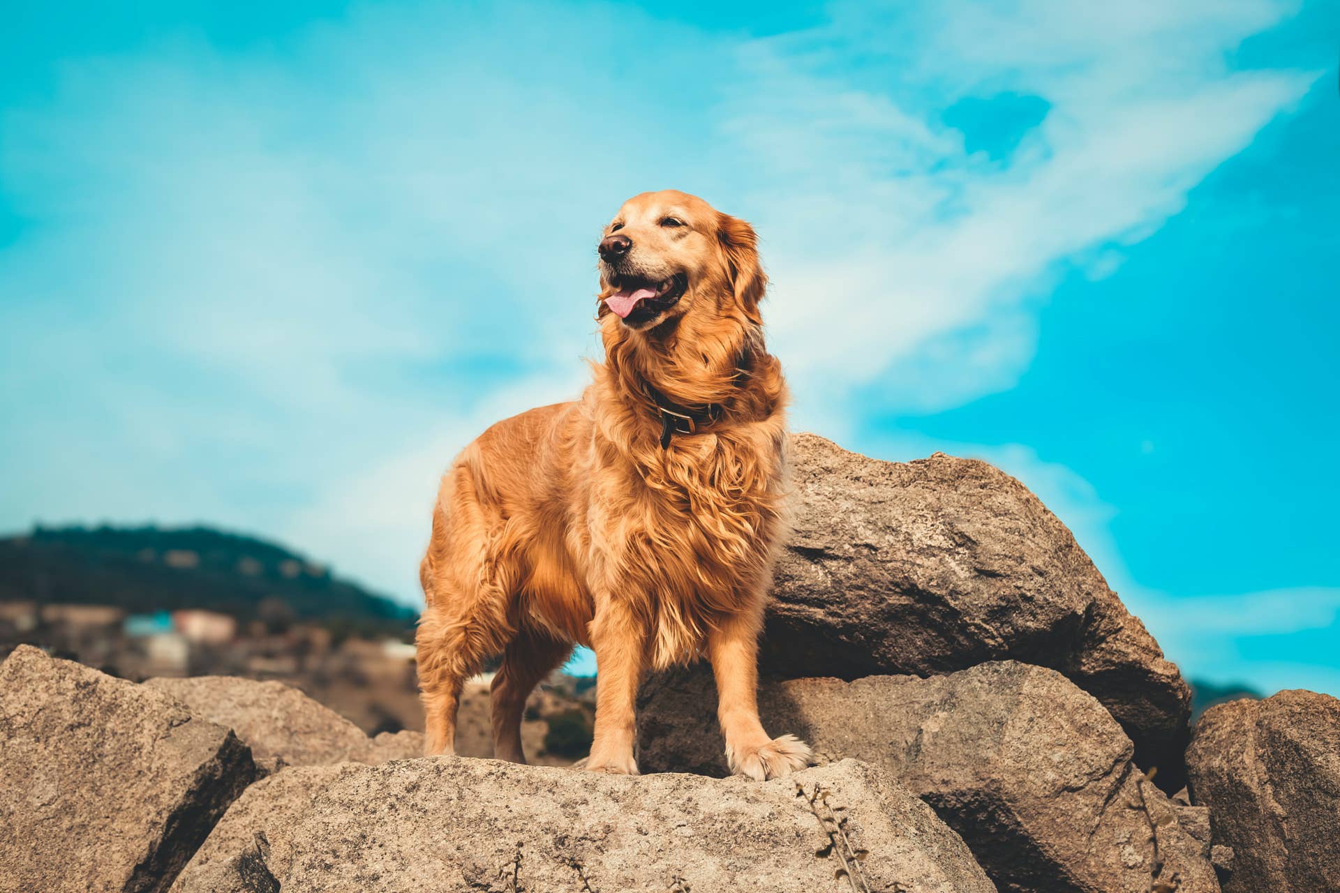 Golden Retriever 'Hustles' Pets From Everyone Like a Total Gangster ...