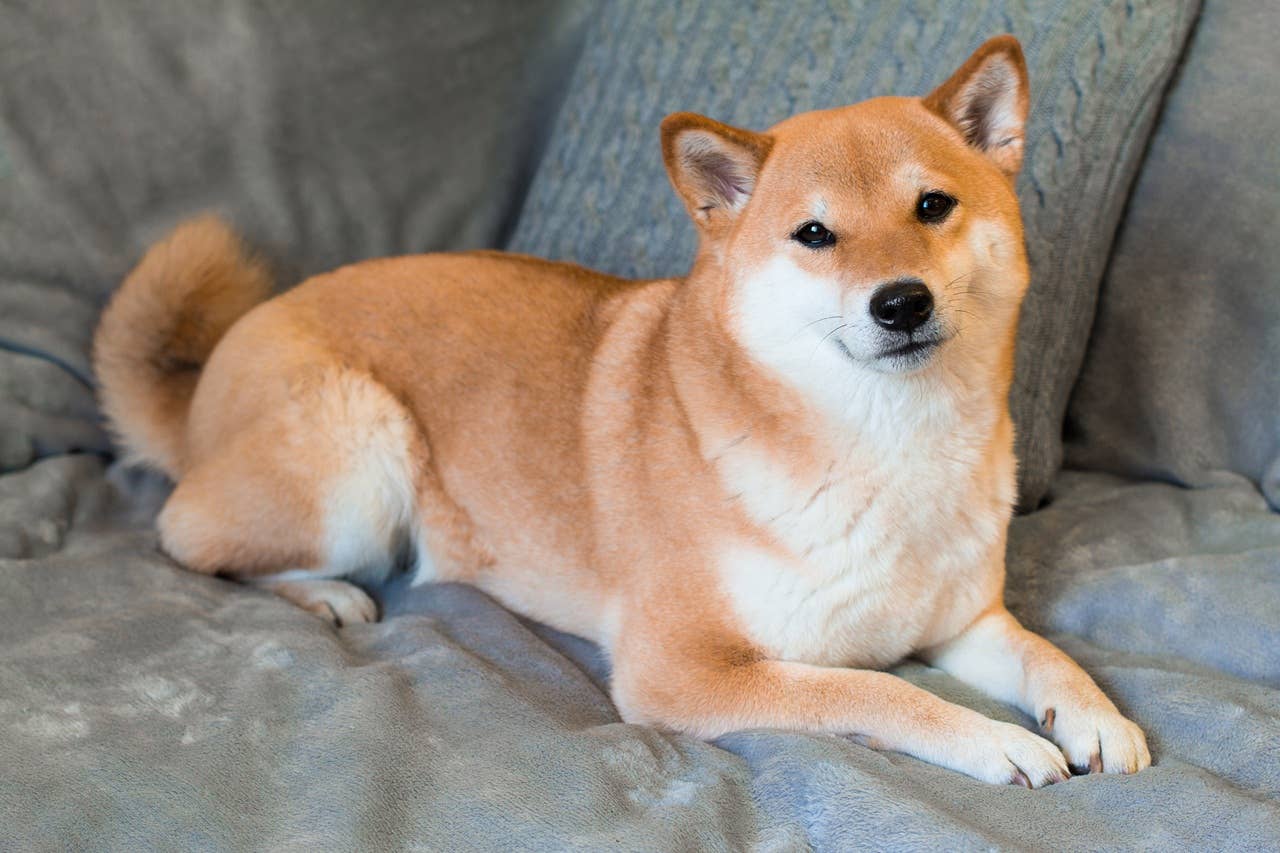 7 Devoted Dog Breeds That Are the Best Companions, Say Vets - Parade Pets