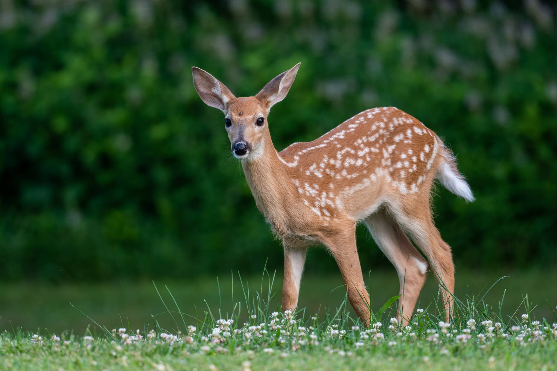Sweet Man Helps Baby Deer Reunite With Mom in Emotional Video - Parade Pets
