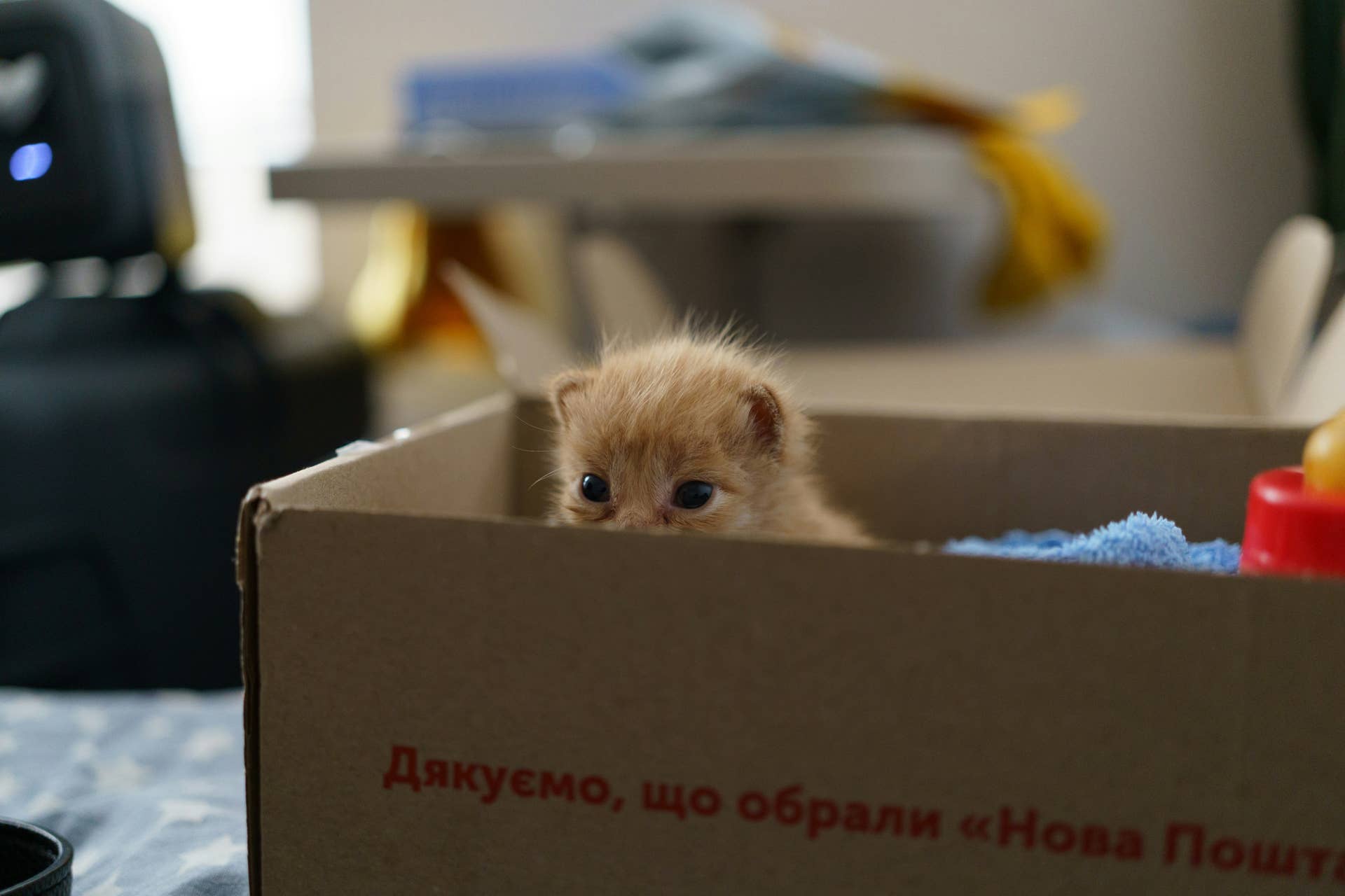 Dwarf Orange Kitten's 'Excitement Trembles' During Playtime Are Too ...