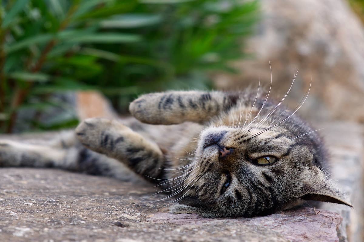 Kind Man 'Makes Stray Cat's Year' With a Little Catnip Toy - Parade Pets