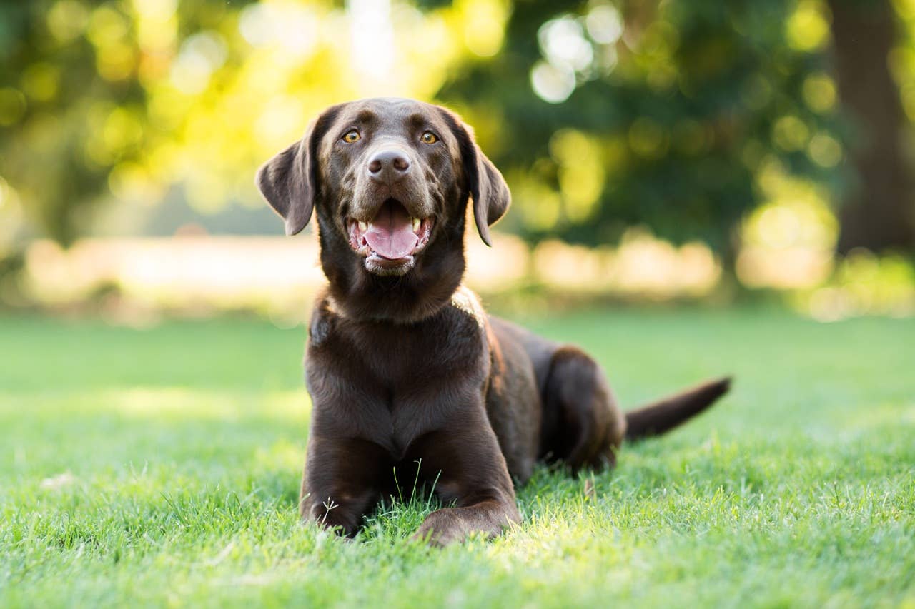 5 Best Brown Dog Breeds, According to an Expert - Parade Pets