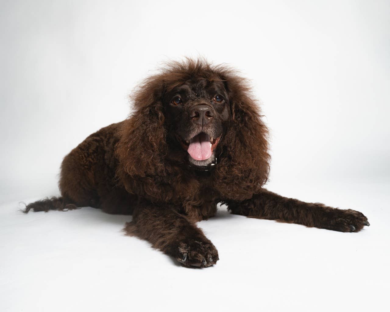 5 Best Brown Dog Breeds, According to an Expert - Parade Pets