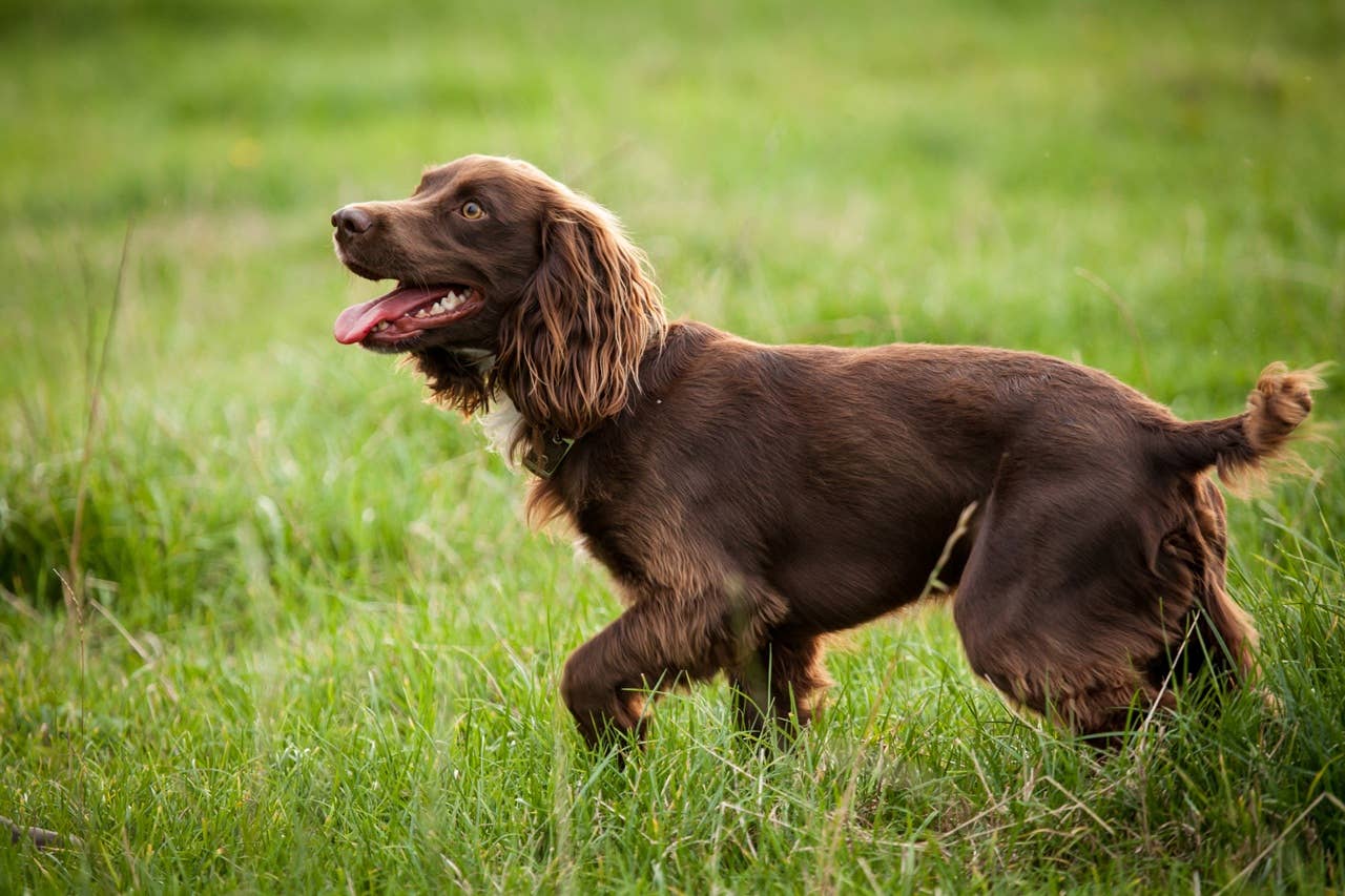 5 Best Brown Dog Breeds, According to an Expert - Parade Pets