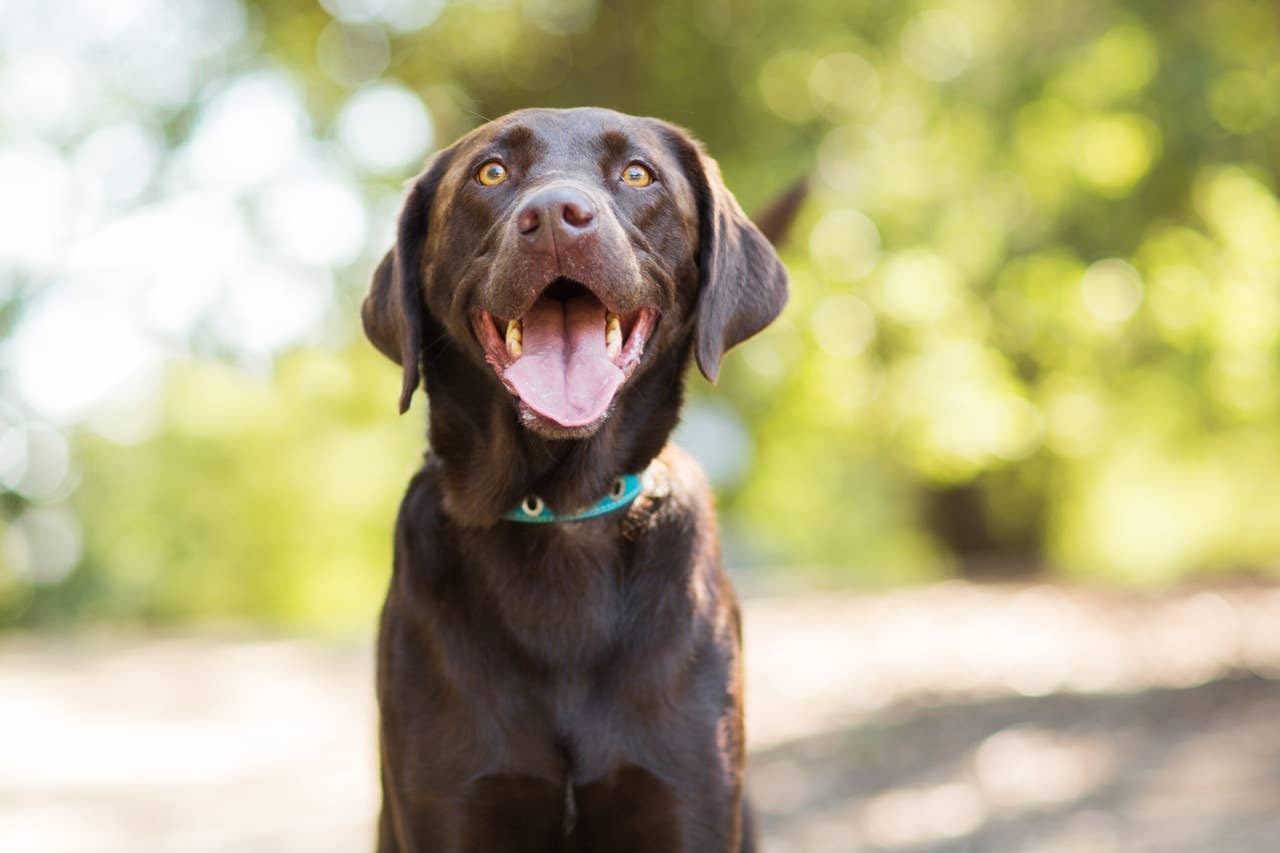 5 Best Brown Dog Breeds, According to an Expert - Parade Pets