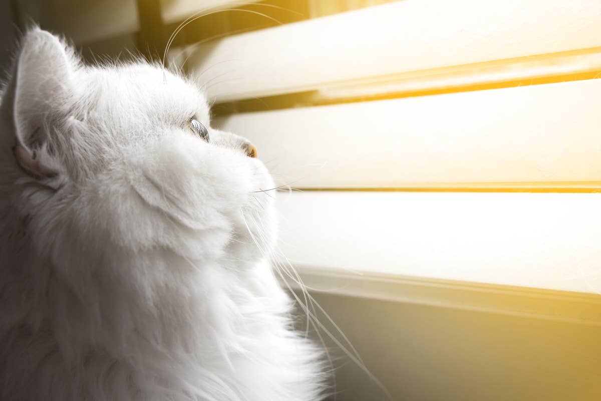 Persian Cat's Extreme Marshmallow Glow-up Comes With Cutest 'Hair Horns ...
