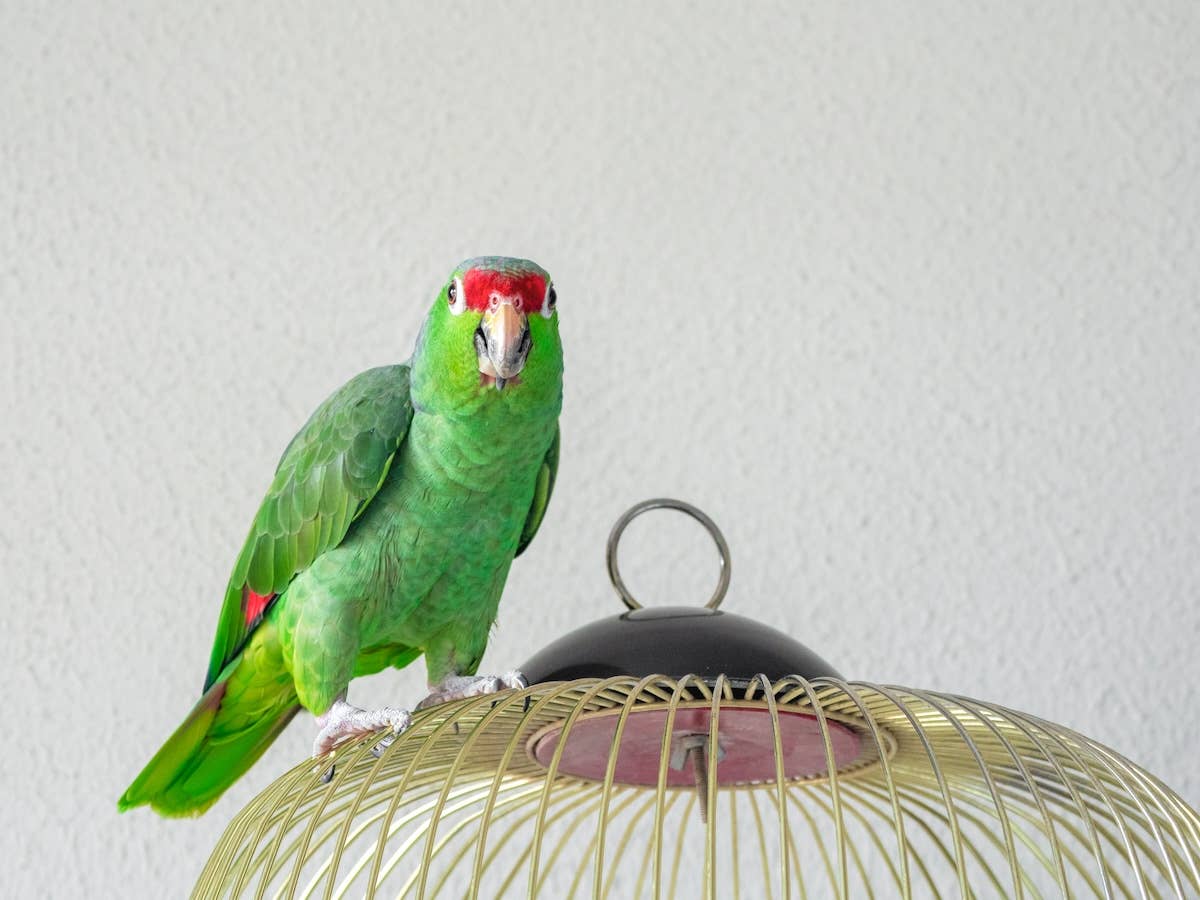 Parrot Who Sings His Own Original Songs Totally Deserves a Grammy ...