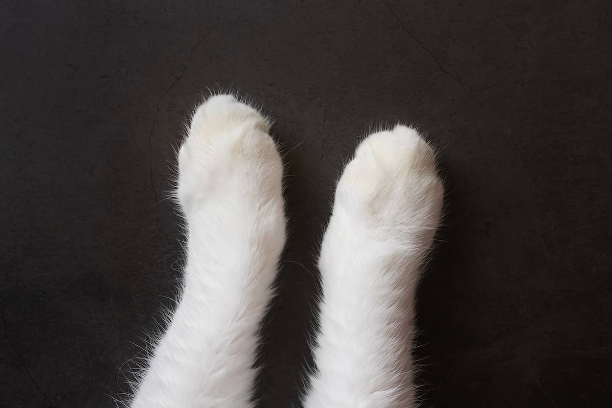 Cat Looks So Much Like a Panda Bear People Can’t Believe He’s Real ...