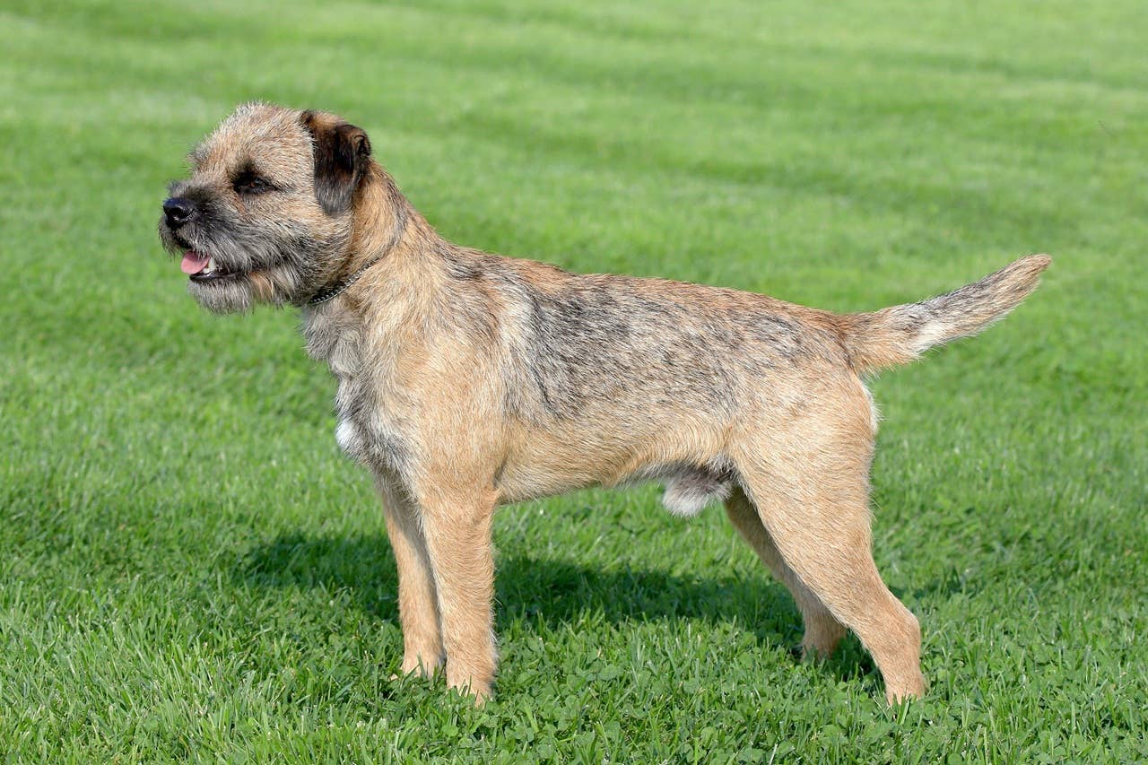 Top 5 Dog Breeds to Have as Pets, According to a Trainer - Parade Pets